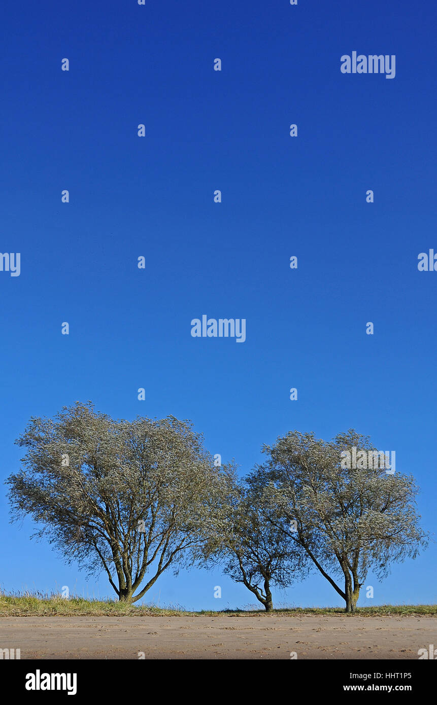 tree, trees, three, willow tree, browse, willow trees, willow, fall ...