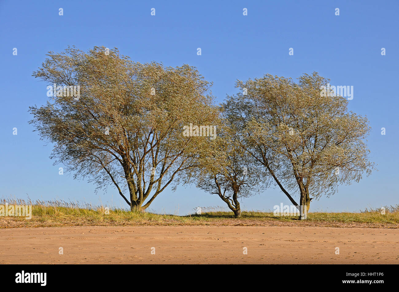 tree, trees, three, willow tree, browse, willow trees, willow, fall ...