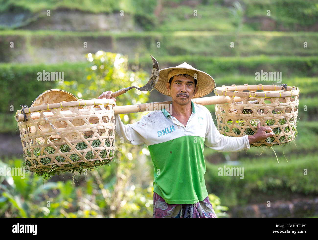 balinese rice field worker in a middle of rice fields in Ubud, Bali ...