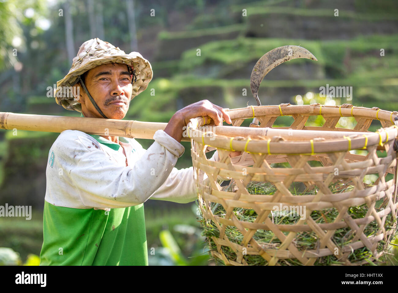 balinese rice field worker in a middle of rice fields in Ubud, Bali ...