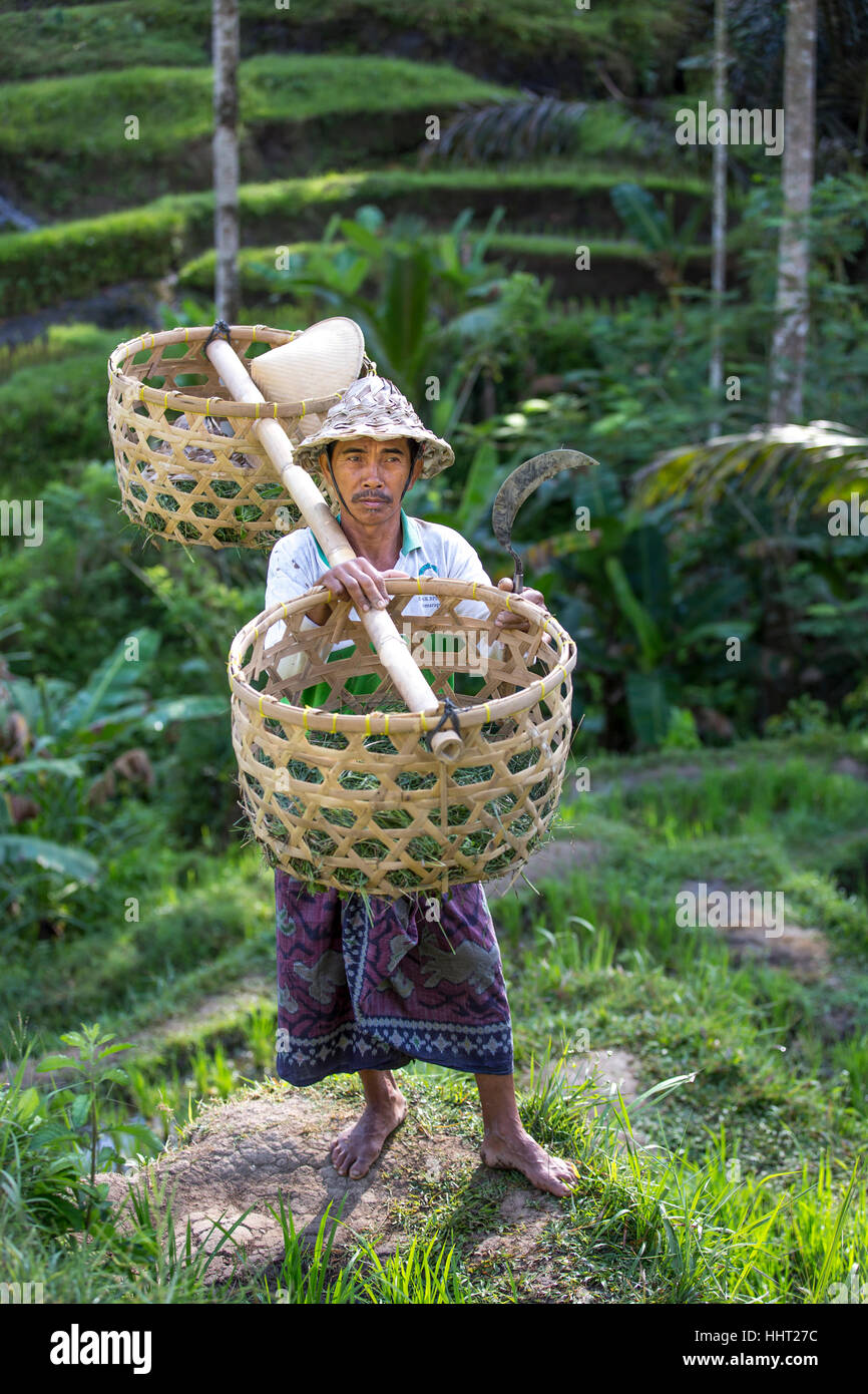 balinese rice field worker in a middle of rice fields in Ubud, Bali ...