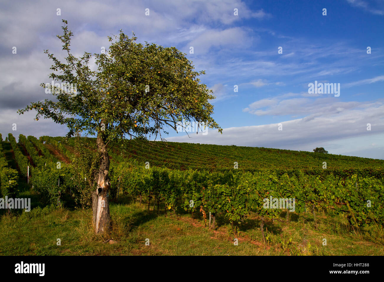 tree, hill, germany, german federal republic, landscape, scenery ...