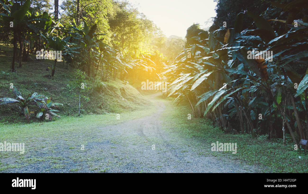 walkway along banana tree in tropical garden Stock Photo - Alamy