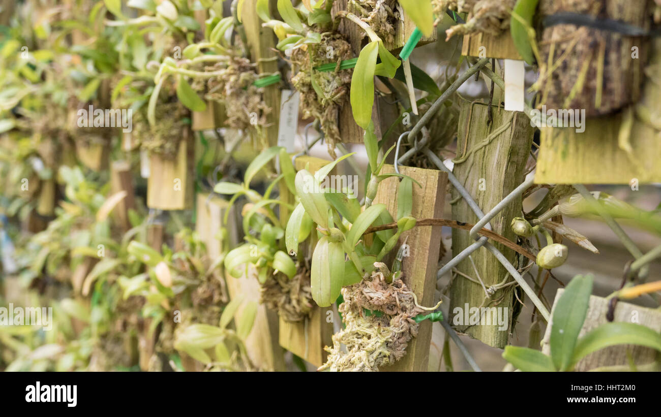 young tissue culture plant growing on wood board in agriculture orchid ...