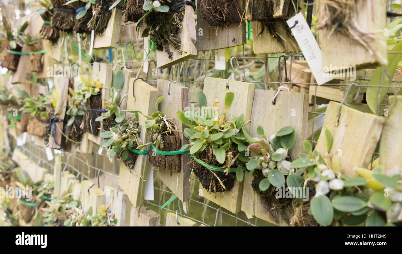 young tissue culture plant growing on wood board in agriculture orchid ...