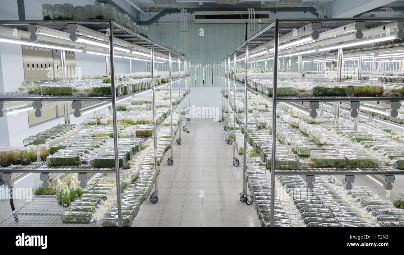 plant tissue culture growing in a bottle on shelf in laboratory ...