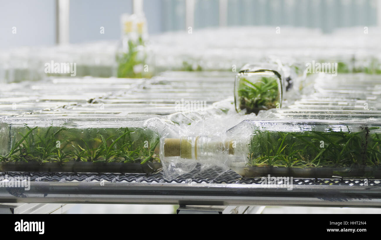 plant tissue culture growing in a bottle on shelf in laboratory ...