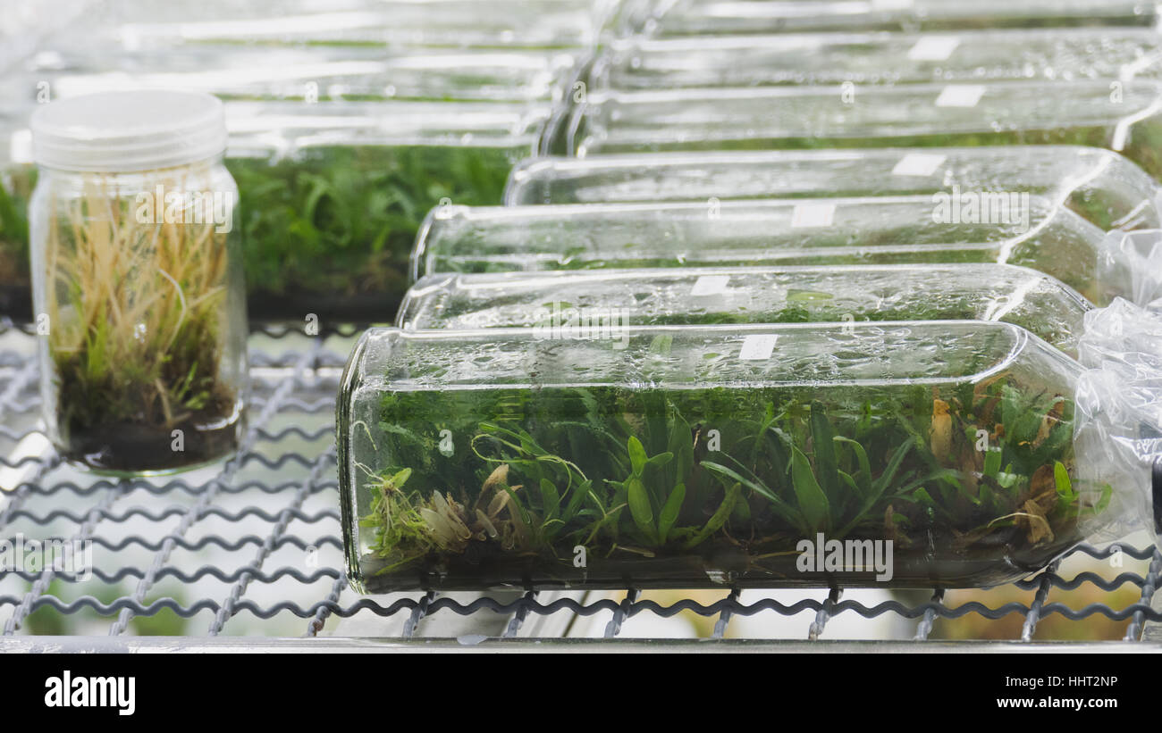 plant tissue culture growing in a bottle on shelf in laboratory ...