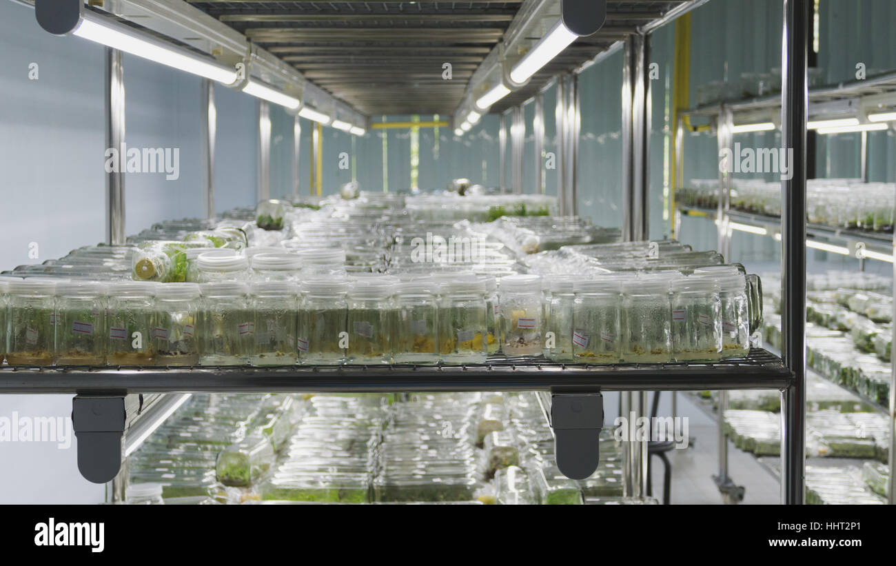 plant tissue culture growing in a bottle on shelf in laboratory ...