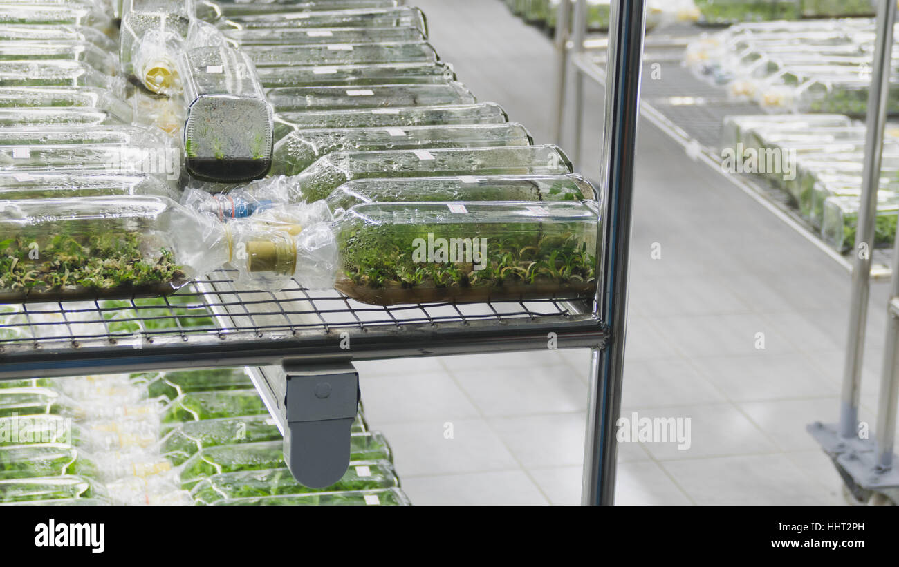 plant tissue culture growing in a bottle on shelf in laboratory ...