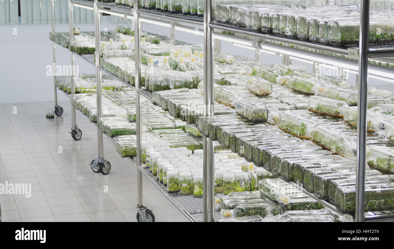 plant tissue culture growing in a bottle on shelf in laboratory ...