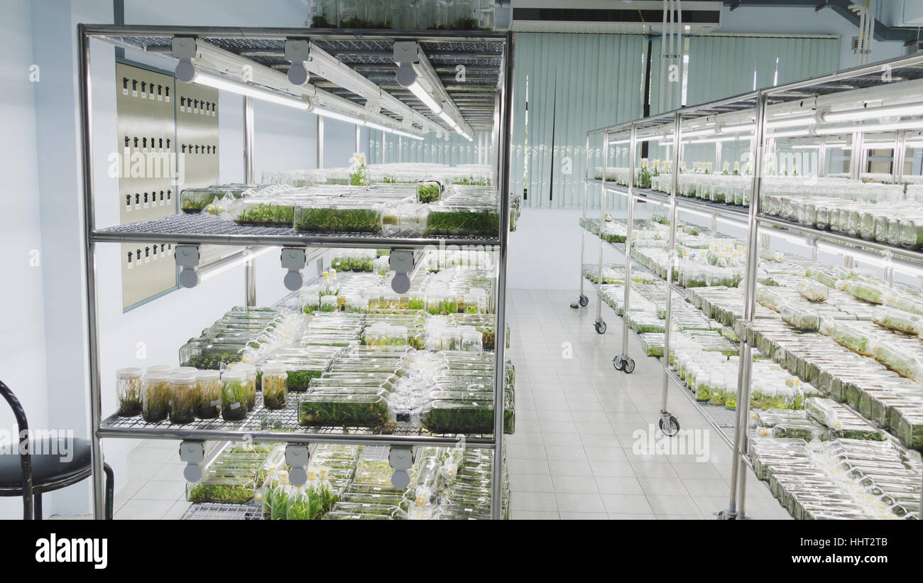 plant tissue culture growing in a bottle on shelf in laboratory ...