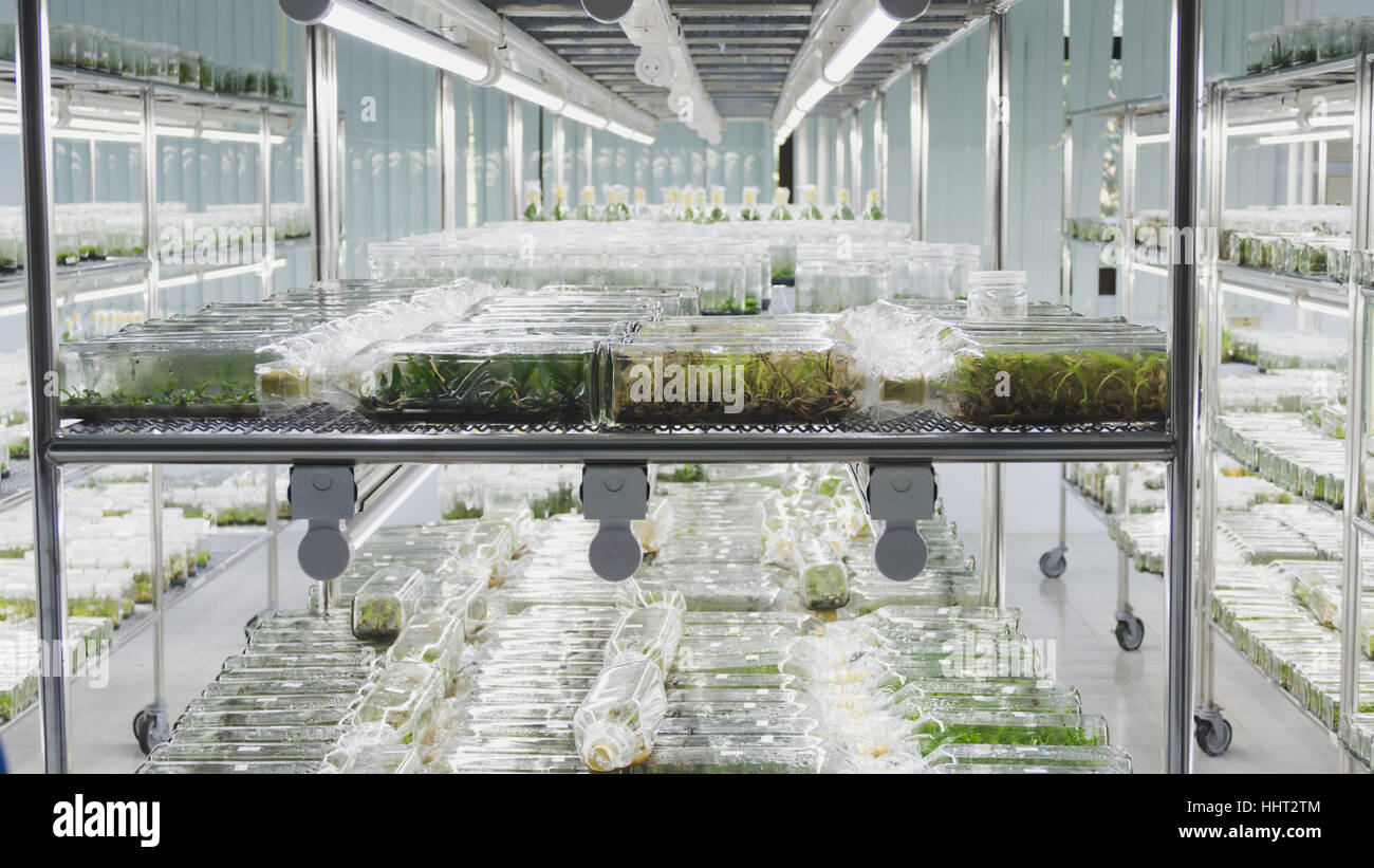 plant tissue culture growing in a bottle on shelf in laboratory ...
