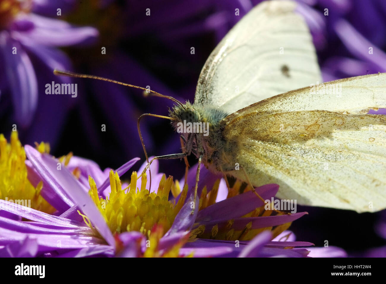 butterfly, moth, cabbage white butterfly, asters, blue, macro, close-up ...