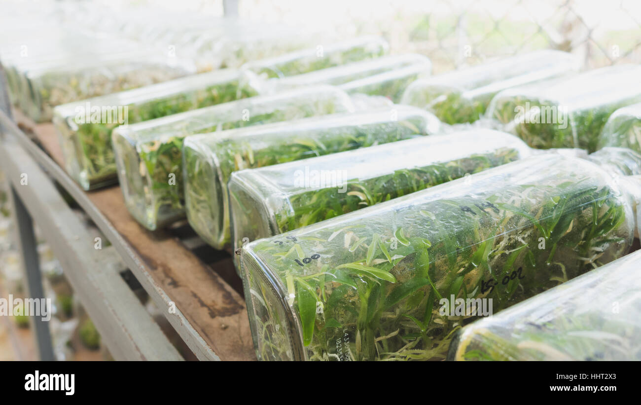 plant tissue culture growing in a bottle on shelf in room - botanic ...