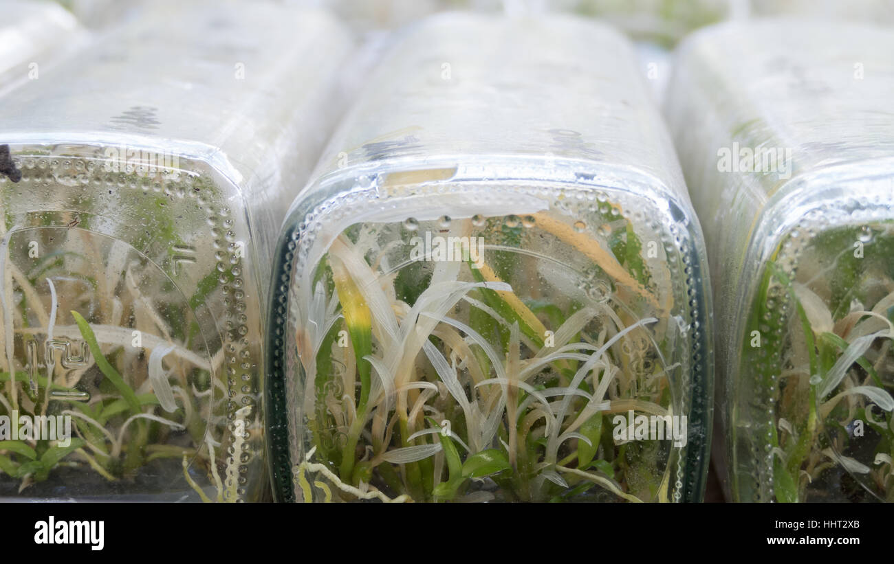 plant tissue culture growing in a bottle on shelf in room - botanic ...