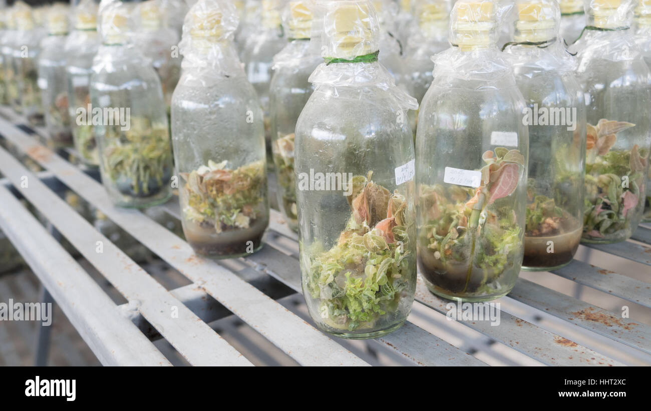 plant tissue culture growing in a bottle on shelf in room - botanic ...