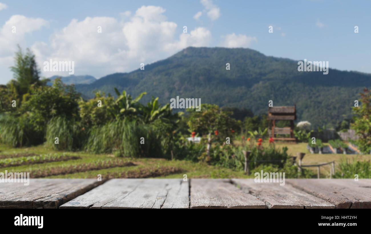 plant seedling in the vegetable plot in farm (blur image) with selected ...
