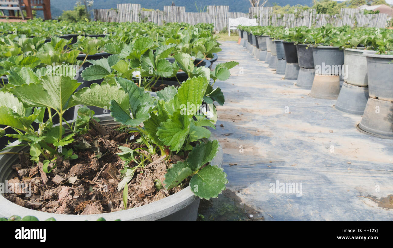 organic strawberry fruit plantation in agriculture farm Stock Photo - Alamy