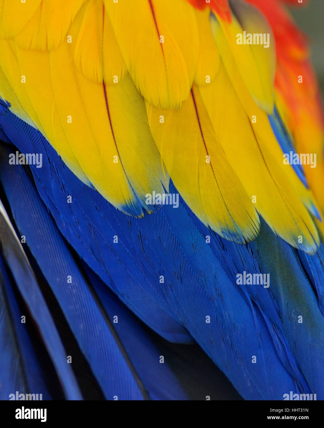 blue, closeup, animal, bird, feathers, colorful, red, blue, macro ...