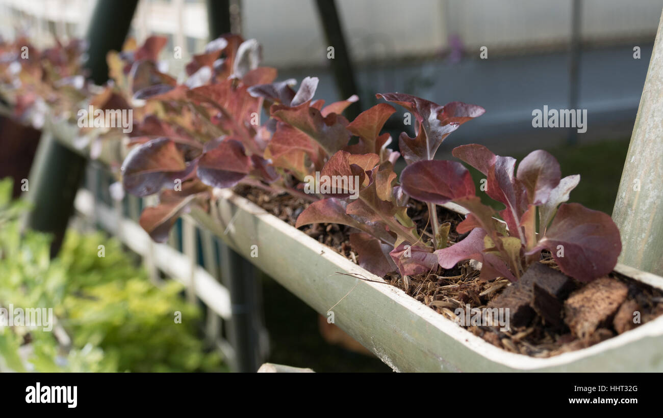lettuce vegetable growing in bamboo trunk in agriculture farm Stock ...
