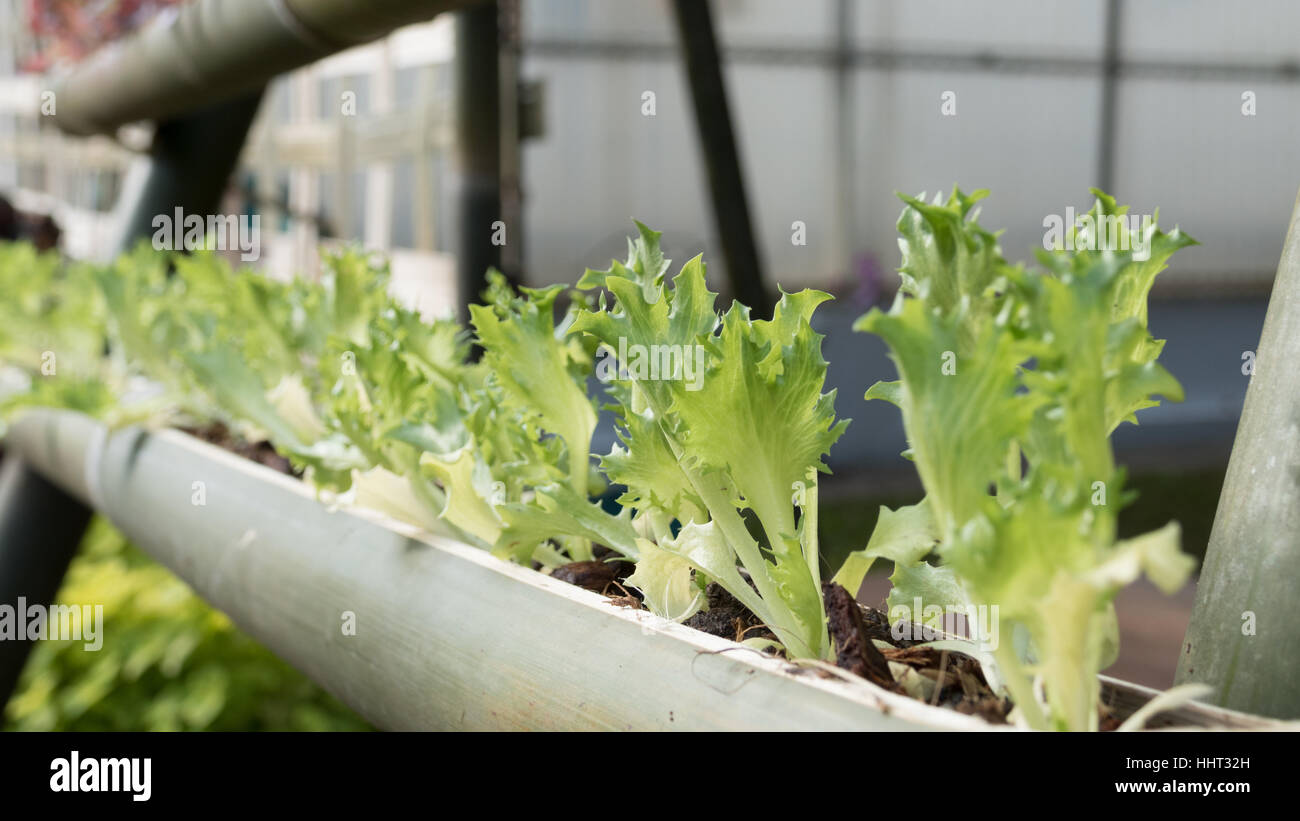 lettuce vegetable growing in bamboo trunk in agriculture farm Stock ...