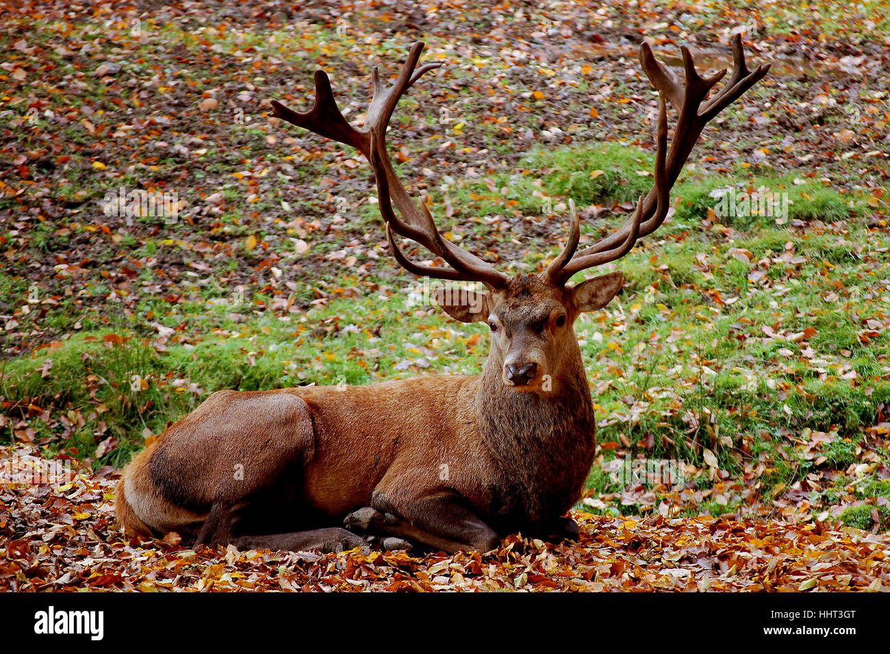 mammal, wild, horns, herbivore, deer, antlers of a stag, nature, hart ...