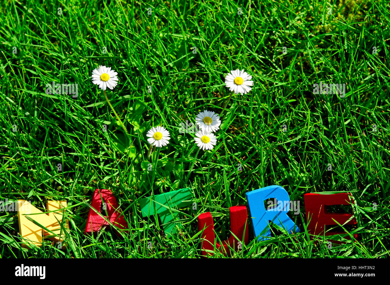 flower, plant, spring, letters, meadow, grass, lawn, green, nature ...