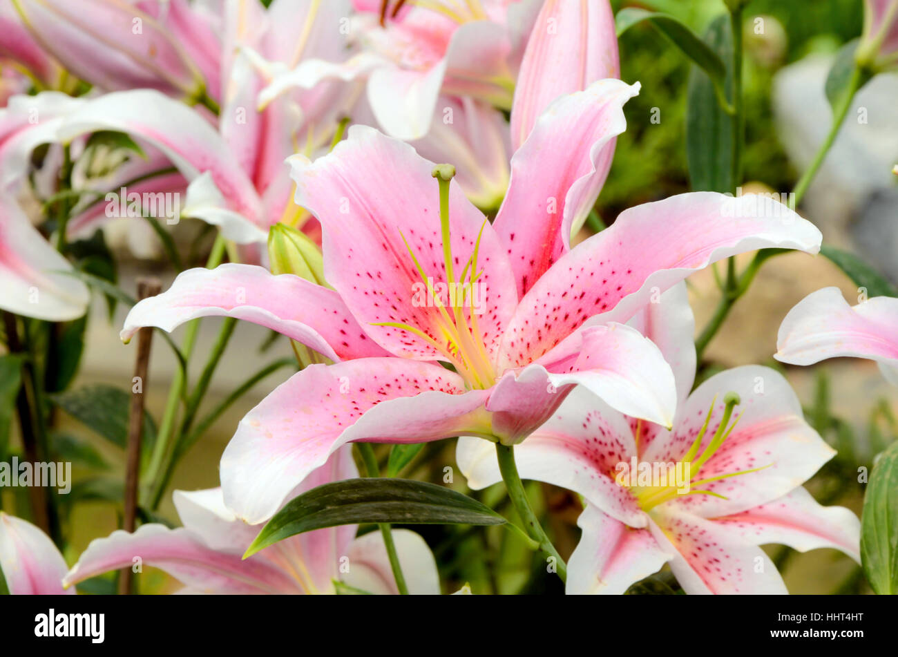 Pink beautiful lily close hi-res stock photography and images - Alamy