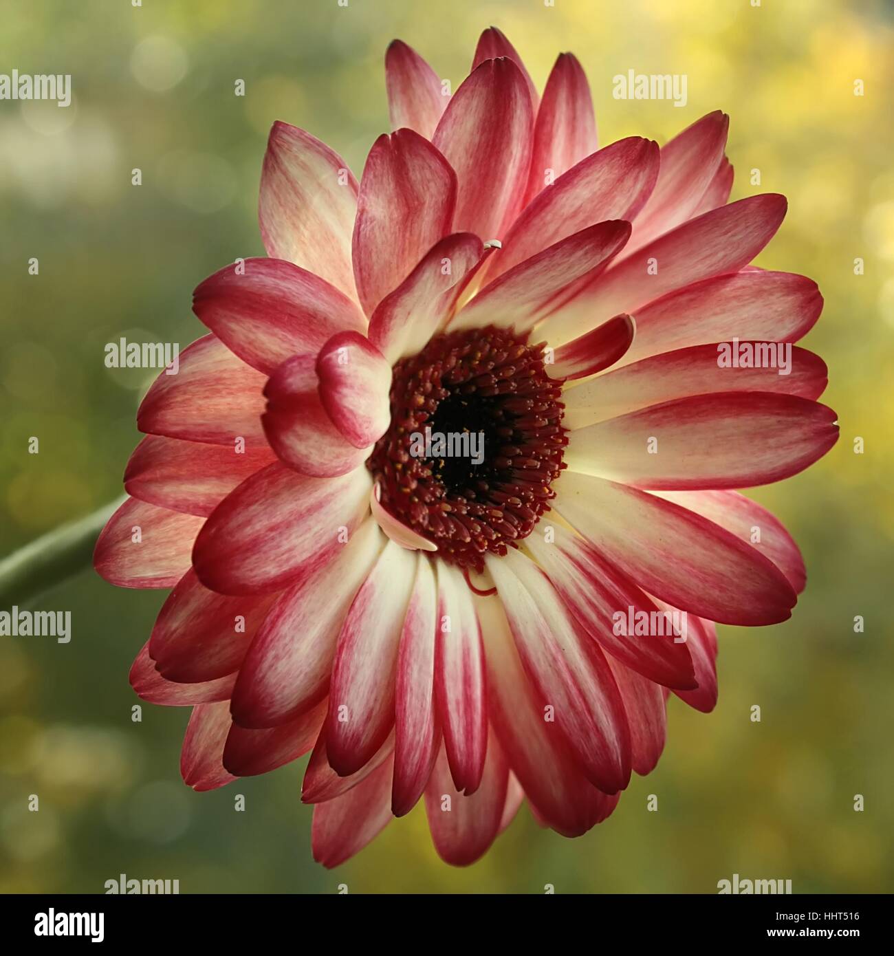 Gerbera hybride hi-res stock photography and images - Alamy