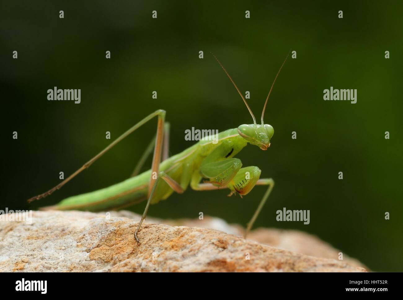 animal, insect, look, glancing, see, view, looking, peeking, looking at ...