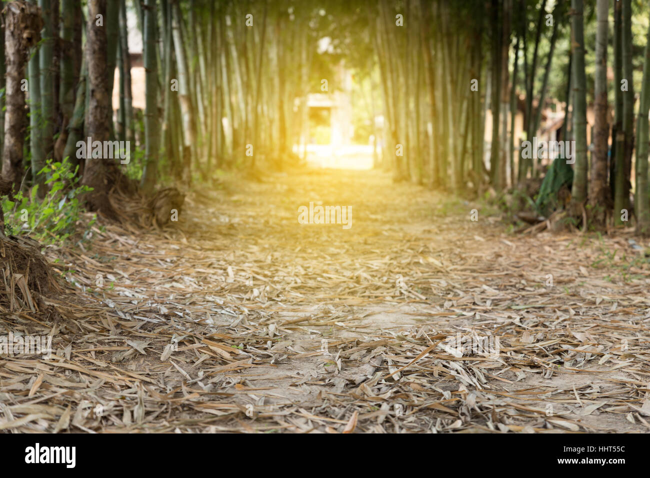 walkway path in middle of bamboo tree Stock Photo - Alamy