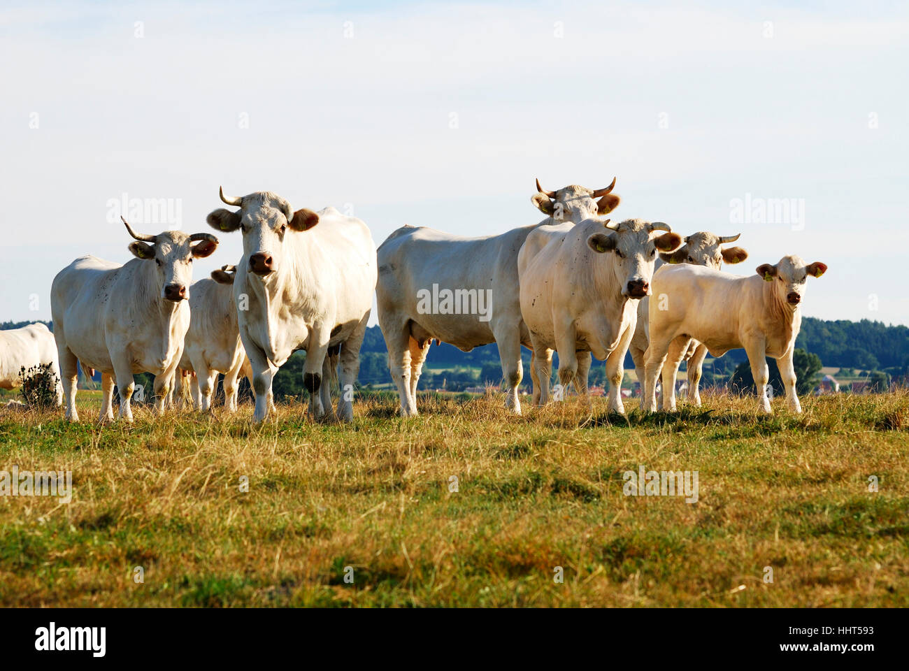 animal, mammal, agriculture, farming, field, horn, standing, cow ...
