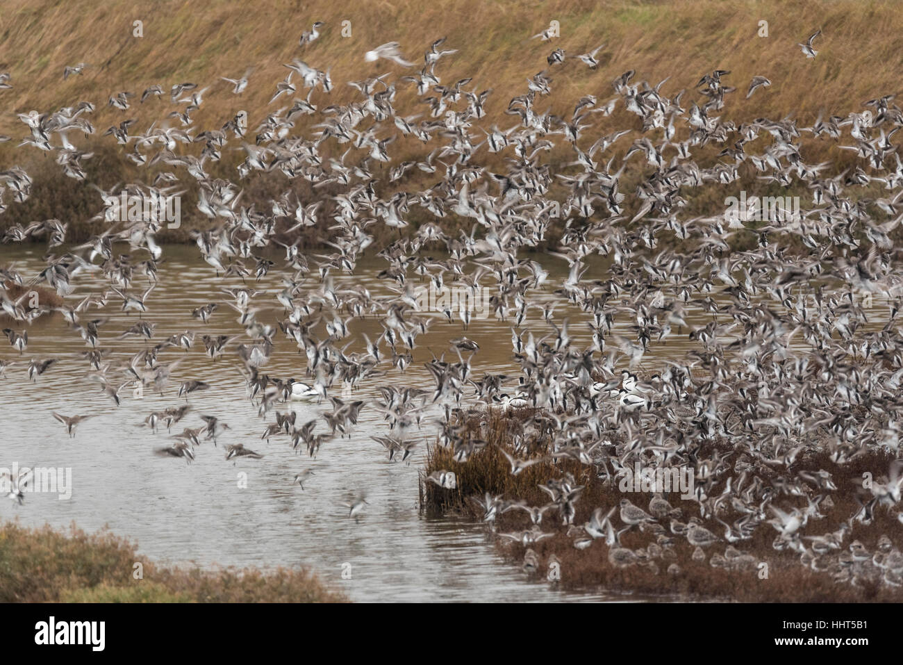 A mixed flock of mainly Knot, Dunlin with some Ringed Plovers and Grey ...