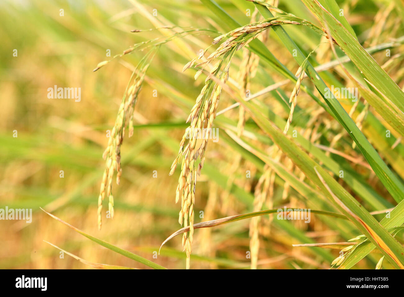 food, aliment, tools, farm, robot, automatic machine, machine, rice ...