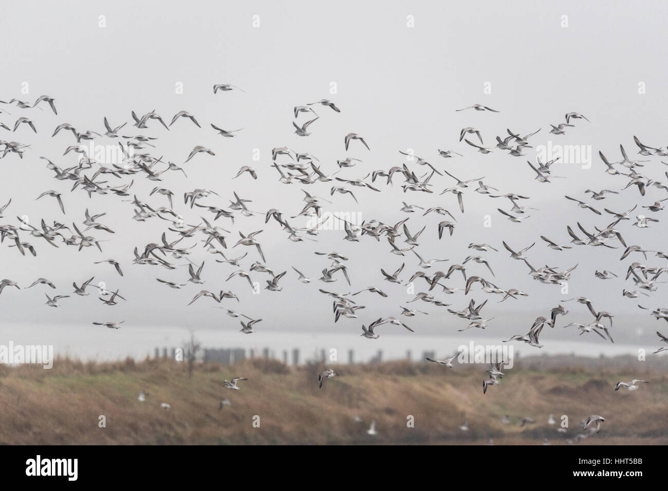 A winter flock of mainly Knot Stock Photo - Alamy
