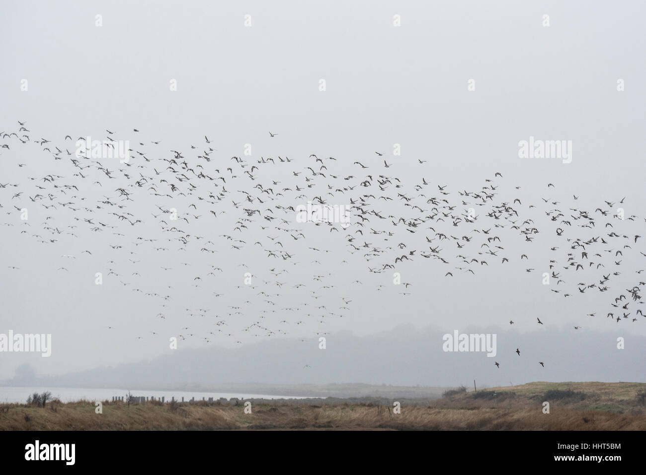 A mixed flock of mainly Knot, Dunlin with some Ringed Plovers and Grey ...