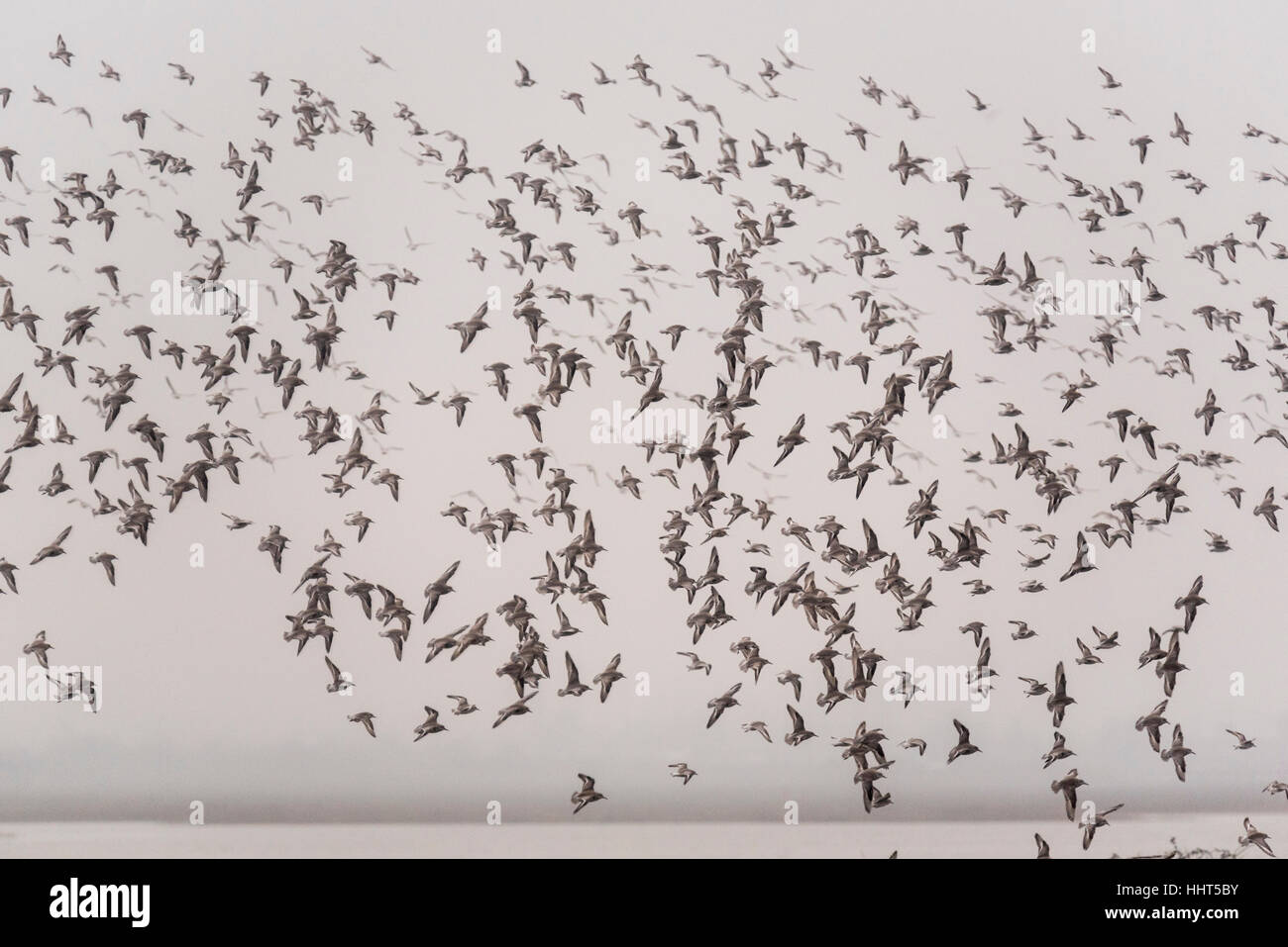 A mixed flock of mainly Knot, Dunlin with some Ringed Plovers and Grey ...