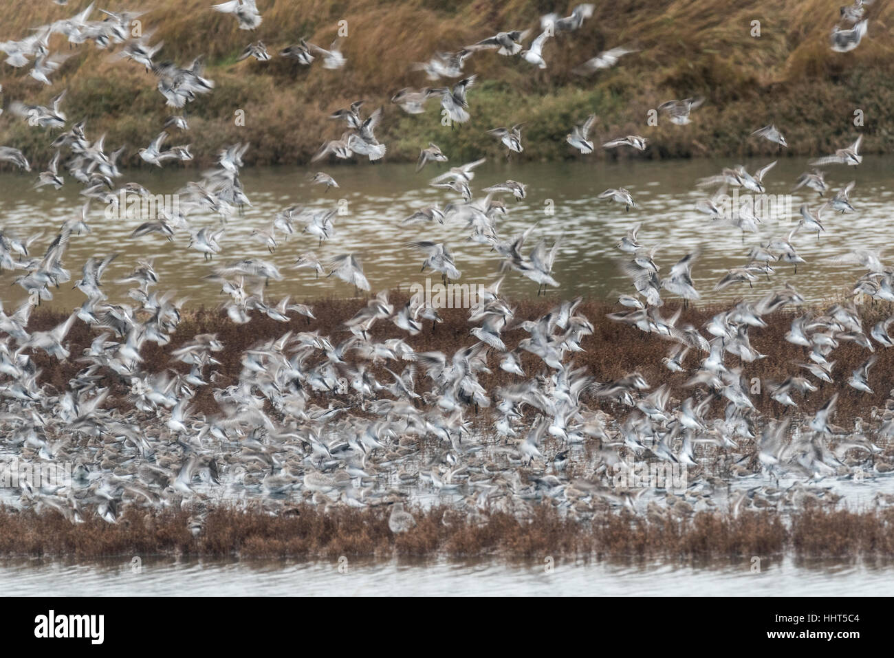 A mixed flock of mainly Knot, Dunlin with some Ringed Plovers and Grey ...