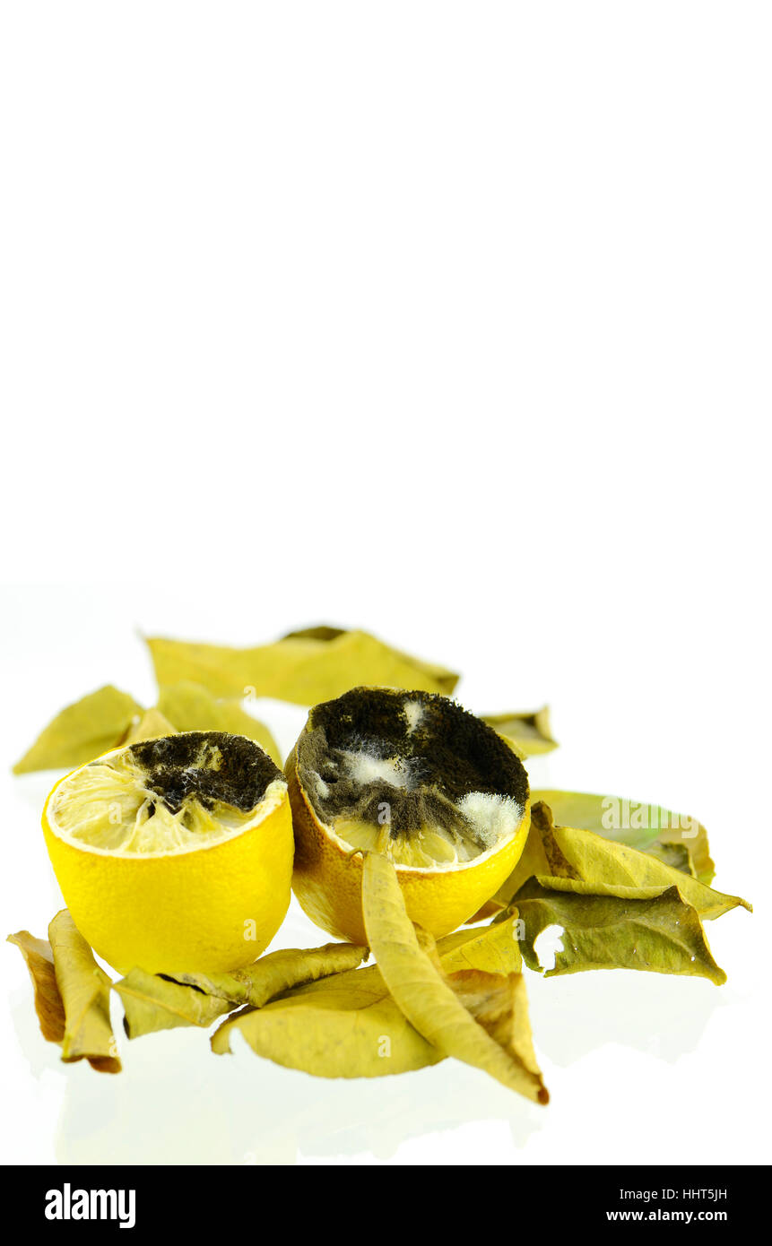 Rotting lemon fruit with black mold and white mold Stock Photo - Alamy