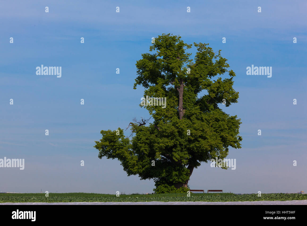 tree, horizon, deciduous tree, branch, level, scenery, countryside ...