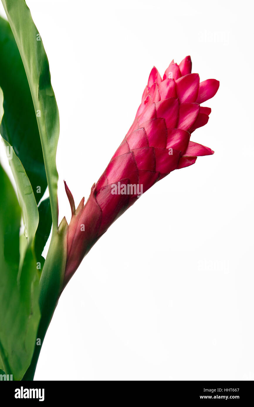 single, flower, plant, leaves, exotic, tropical, ginger, red, foliage ...