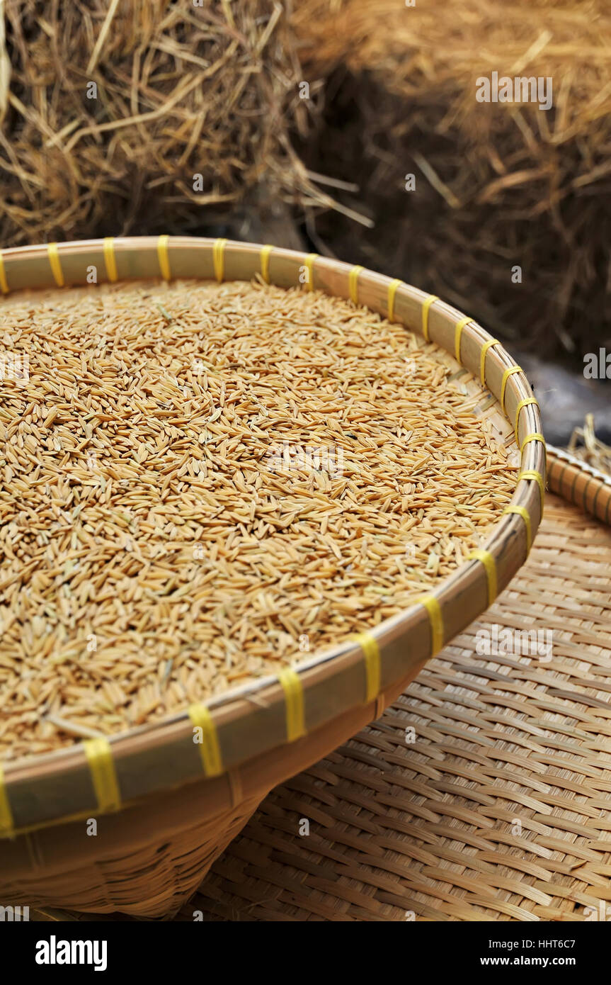 food, aliment, detail, agriculture, farming, field, flora, grain, ripe ...