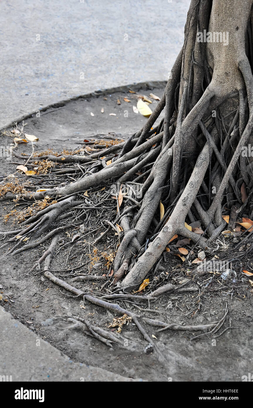 environment, enviroment, tree, trees, park, garden, wood, ground, soil ...