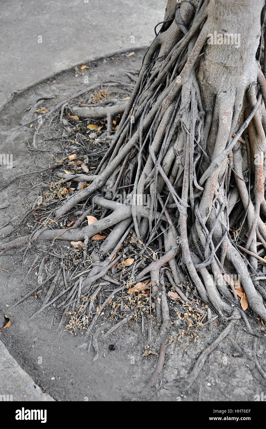 environment, enviroment, tree, trees, park, garden, wood, ground, soil ...