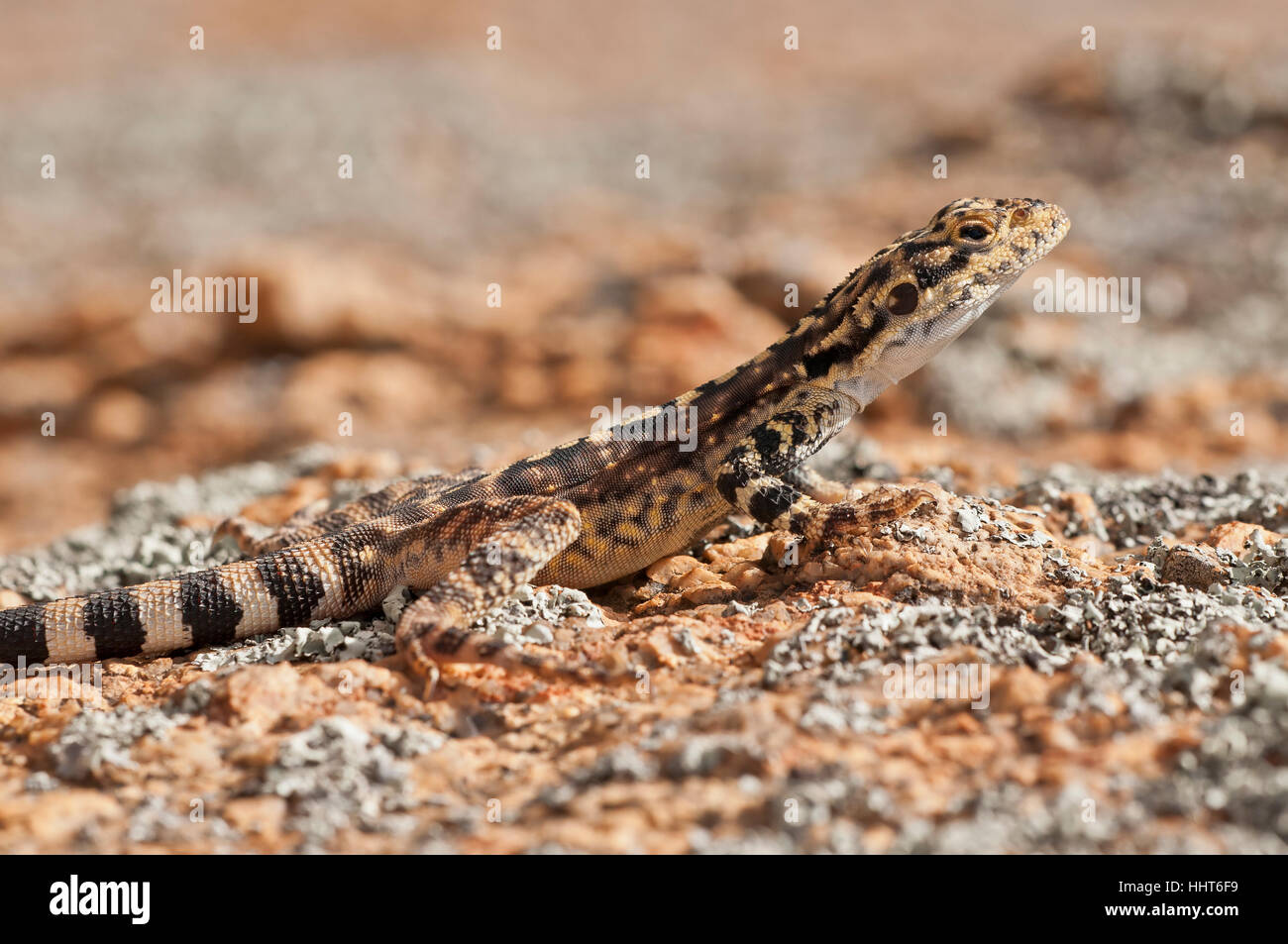 reptile, saurian, granite, reptile, lizard, saurian, australia, prickle ...