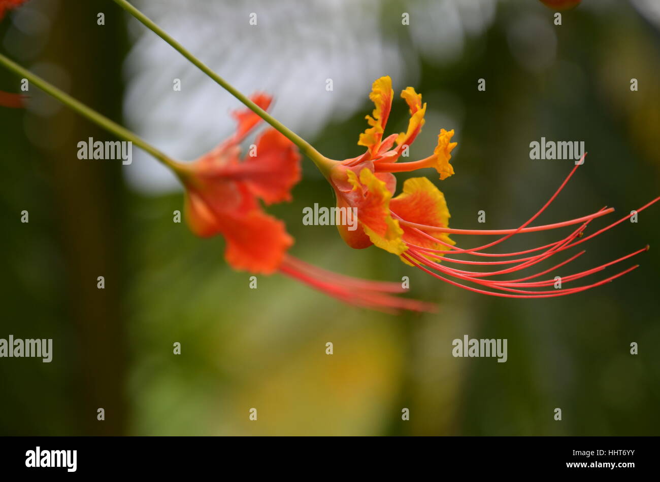 Tropical red orange yellow flower Stock Photo - Alamy