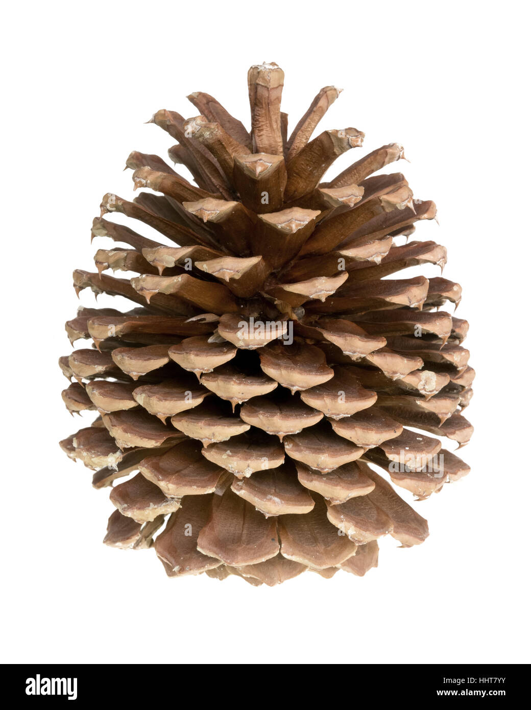 isolated, pine, cone, backdrop, background, white, object, macro, close ...