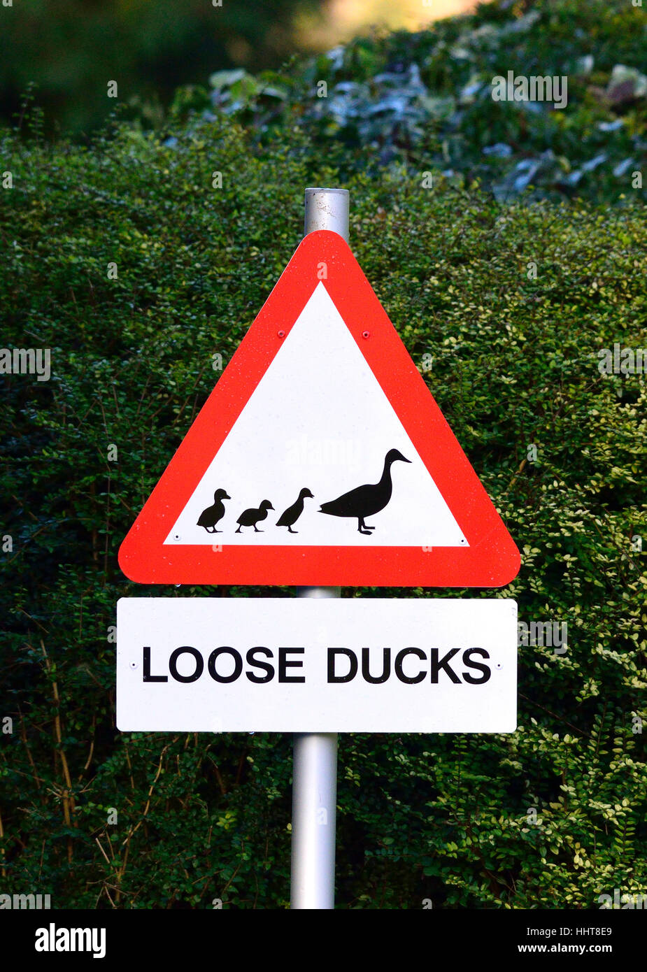 Loose Village, Maidstone, Kent, UK. Road sign warning of 'Loose Ducks ...