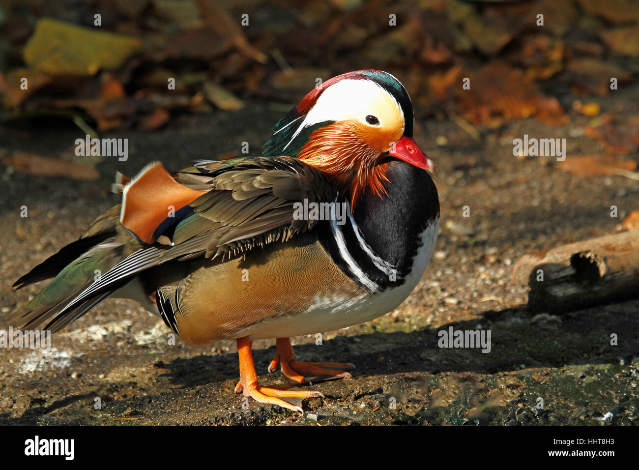 colors of nature Stock Photo - Alamy